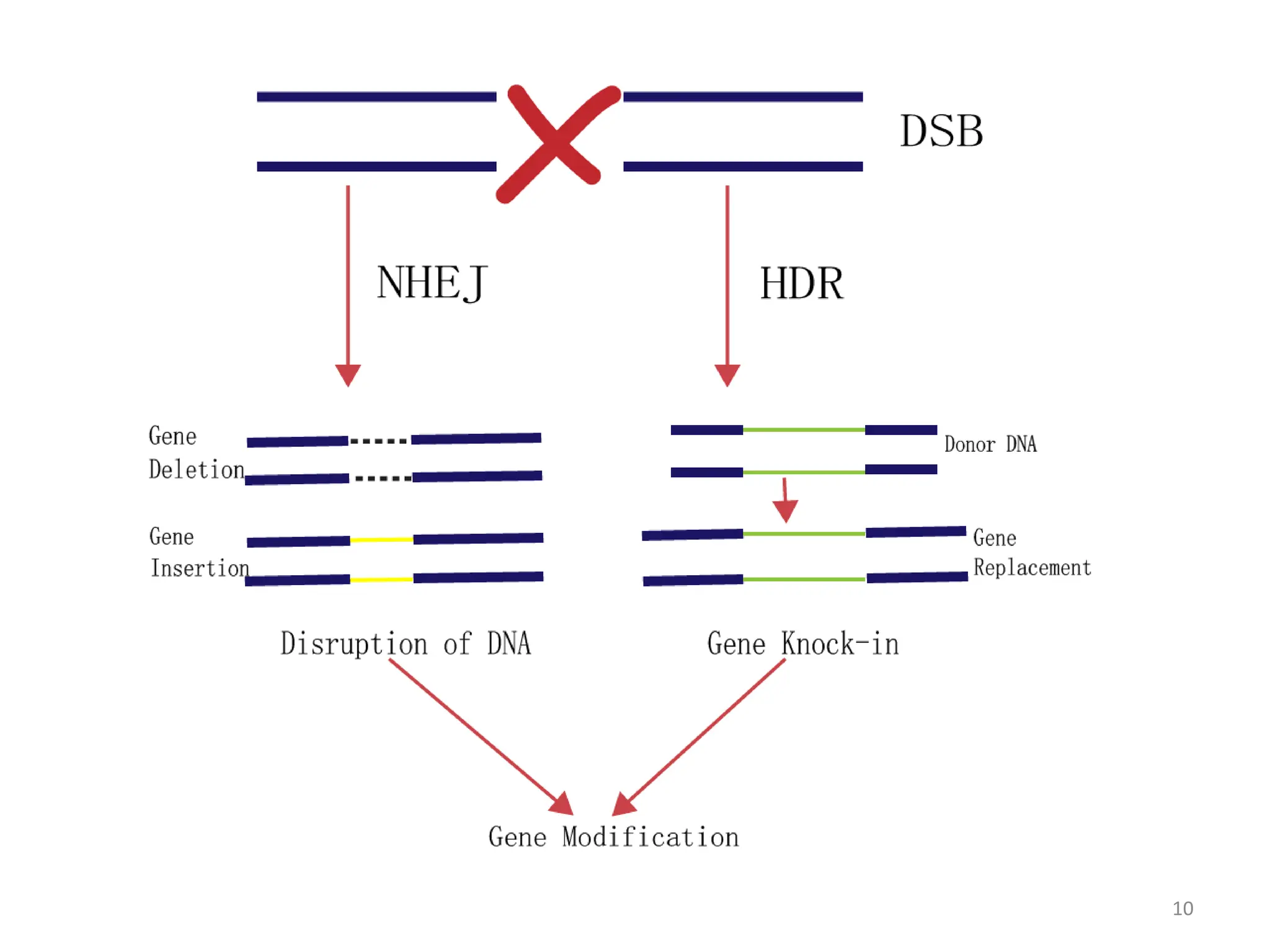 Gene Editing (Through CRISPR Cas9 Protein).pptx