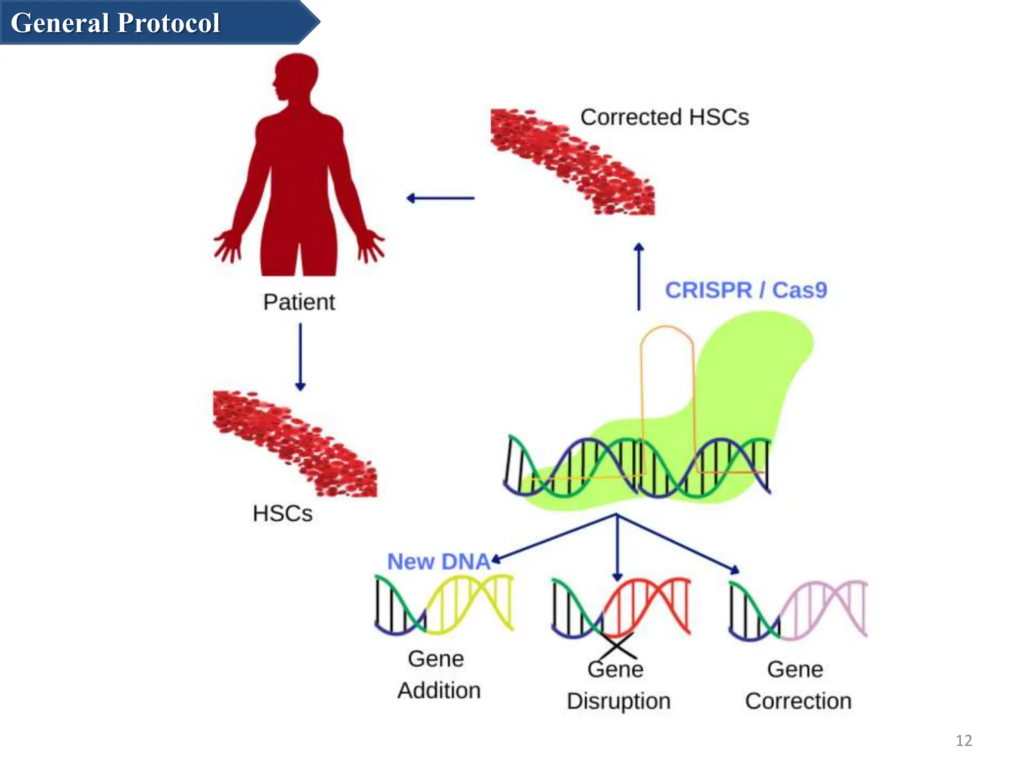 Gene Editing (Through CRISPR Cas9 Protein).pptx