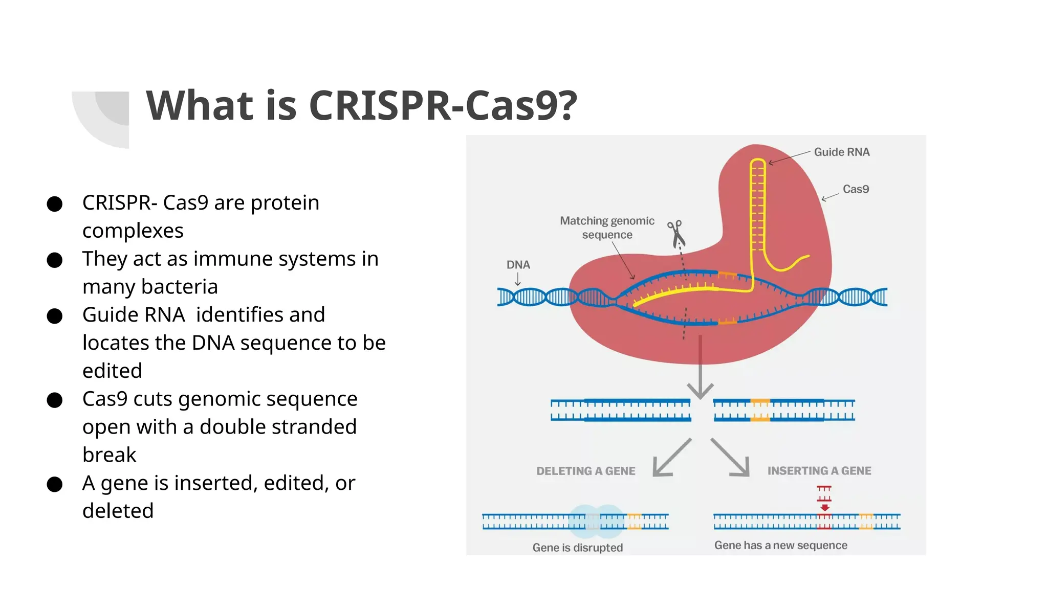 Gene Editing presentation on CRISPR-Cas9 | PPTX