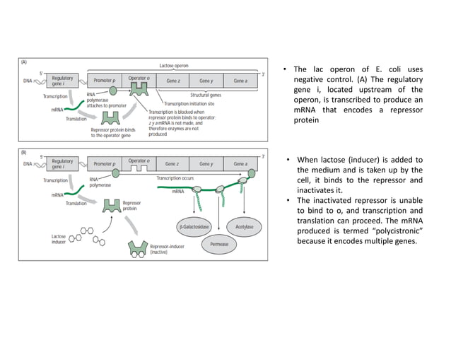 Gene exp-expression models-techniques.pdf