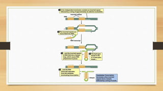 Gene Expression-1.pptx | Programming Languages | Computing
