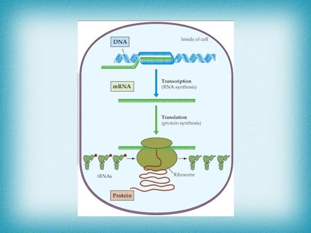 Gene expression | PPT