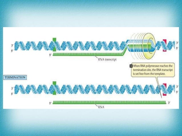 Gene expression | PPT