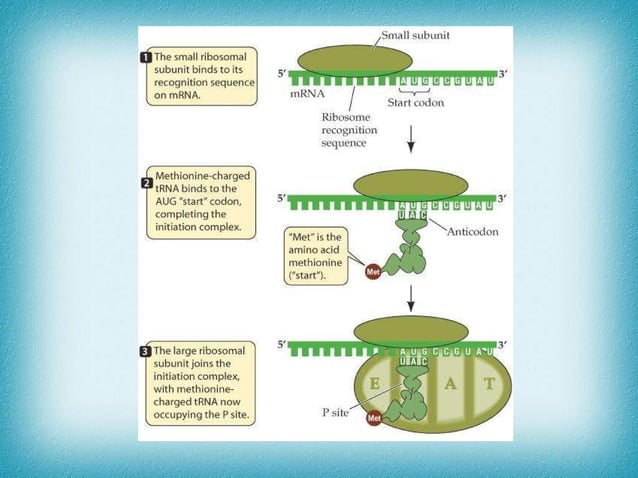 Gene expression | PPT
