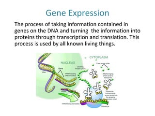 Gene expression | PPTX
