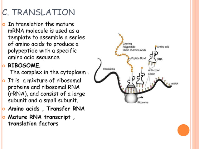 Gene expression | PPTX | Programming Languages | Computing