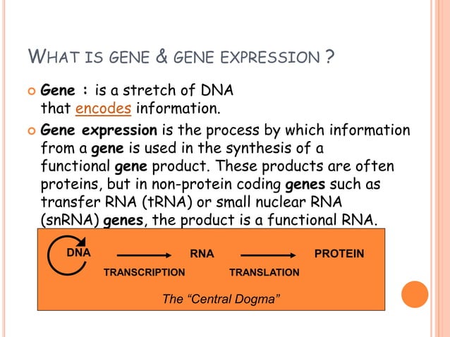 Gene expression | PPTX | Programming Languages | Computing