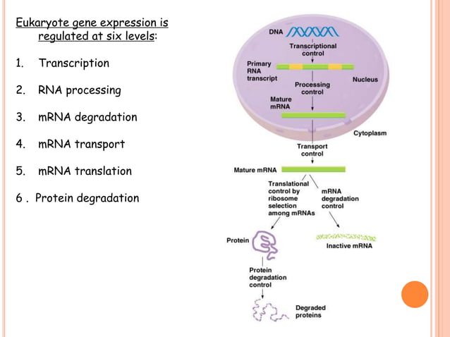 Gene expression | PPTX | Programming Languages | Computing