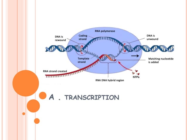 Gene expression | PPTX | Programming Languages | Computing