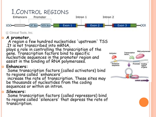 Gene expression | PPTX | Programming Languages | Computing