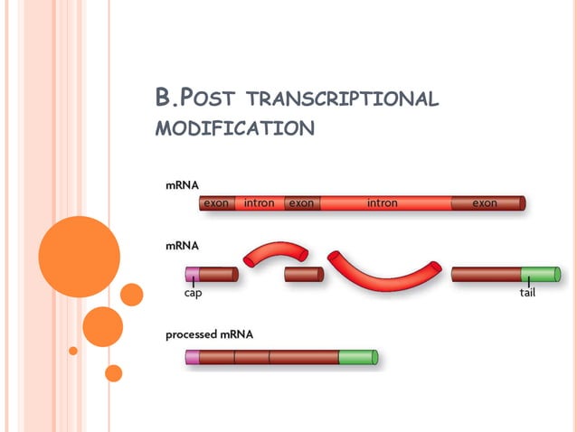 Gene expression | PPTX | Programming Languages | Computing