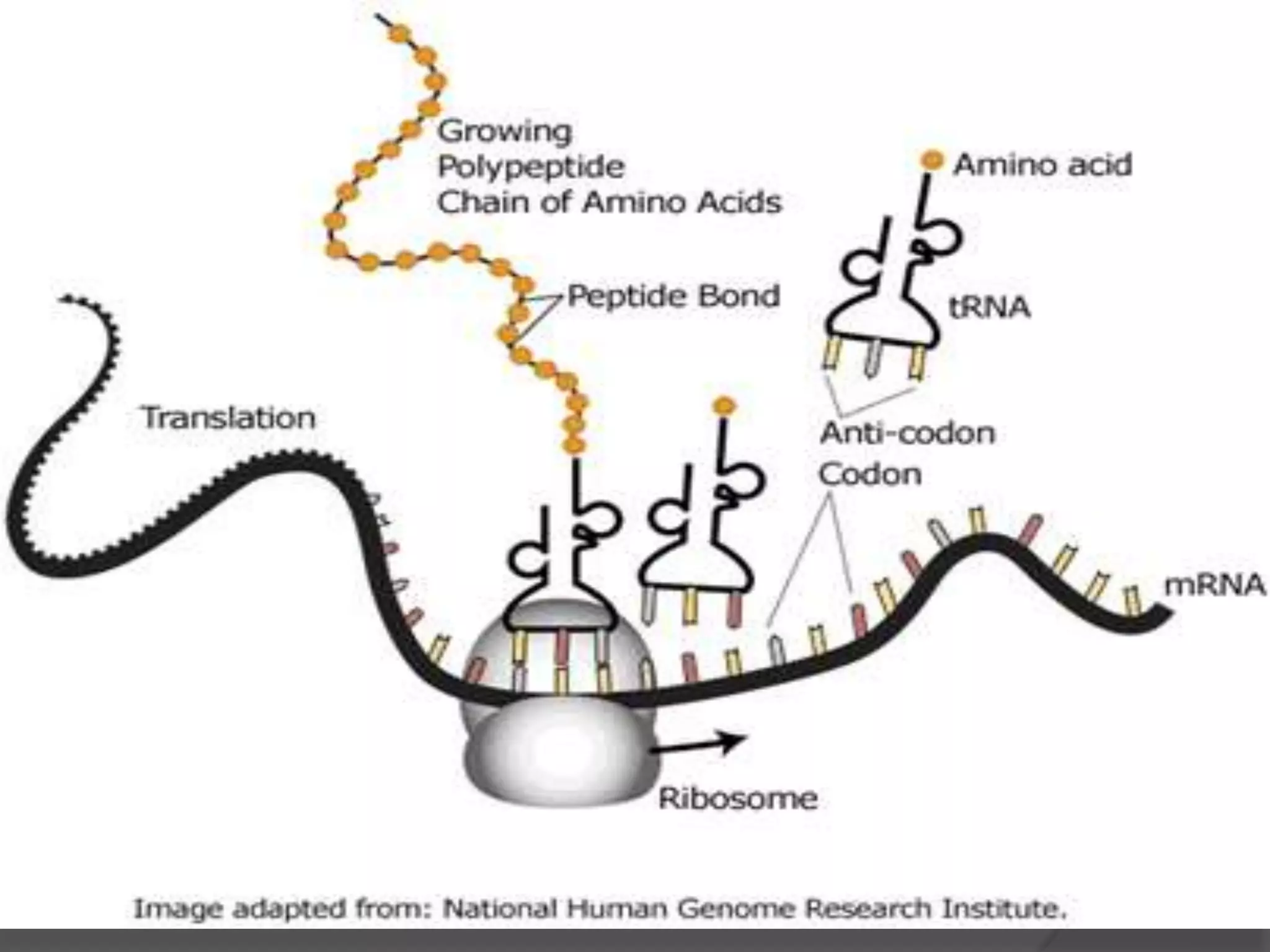 Gene expression | PPTX | Chemistry | Science