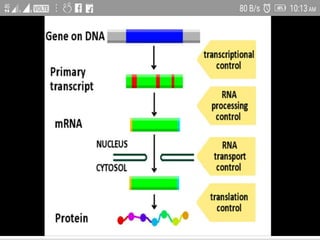 Gene expression | PPTX | Chemistry | Science