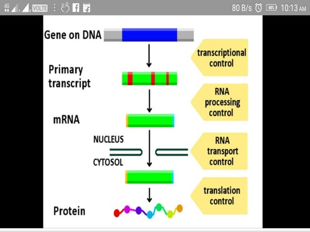 Gene expression | PPTX | Chemistry | Science
