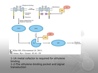 Geneexpression | PPT