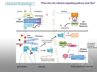 Geneexpression | PPT