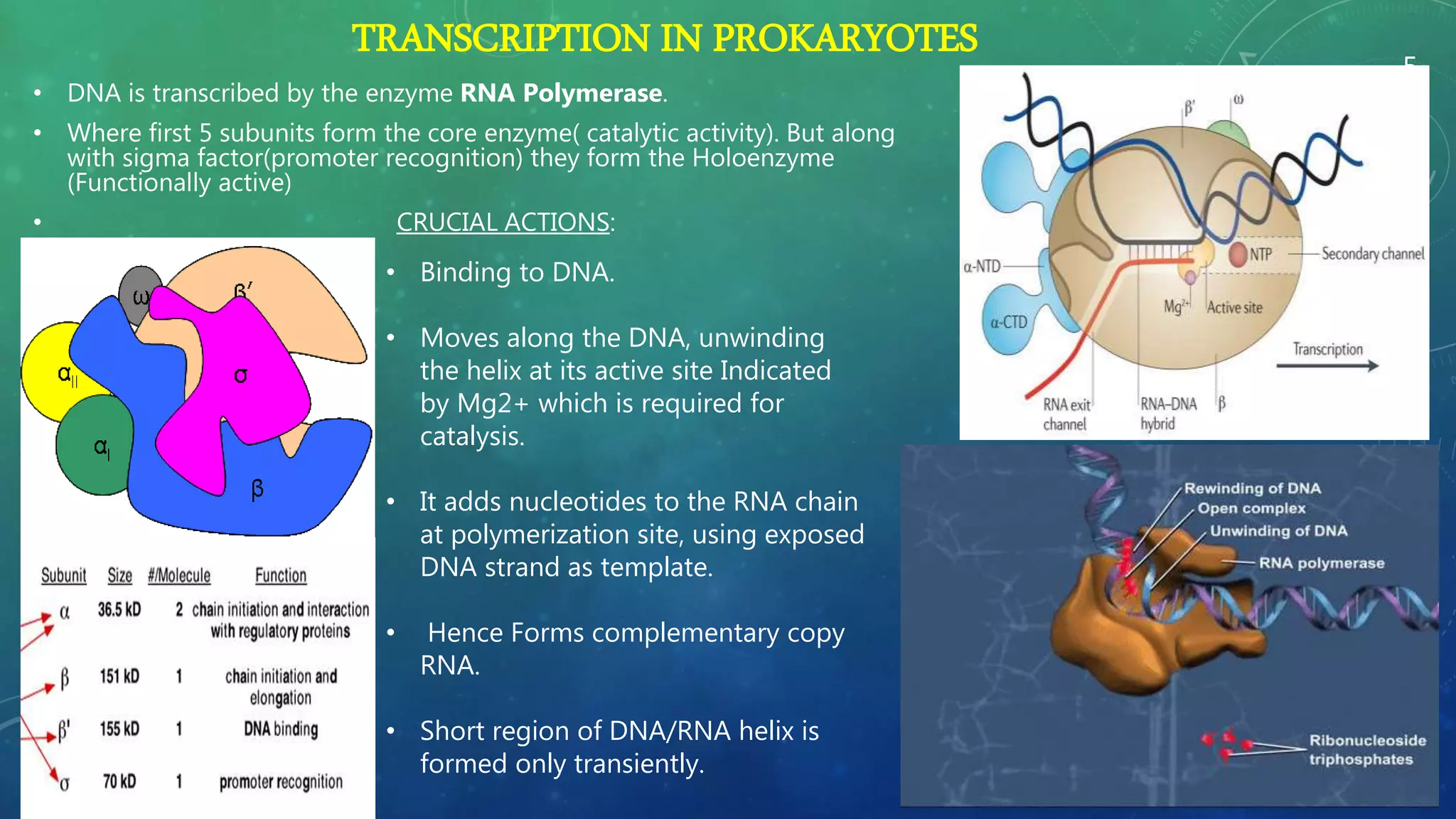 Gene expression | PPTX