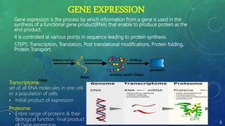 Gene expression | PPTX