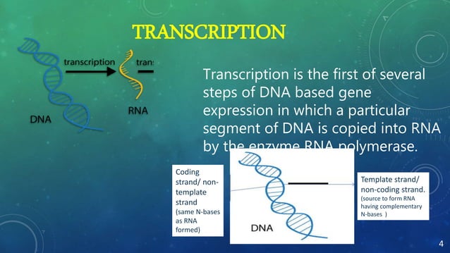 Gene expression | PPT