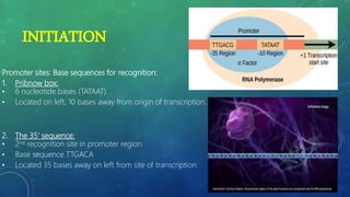 Gene expression | PPTX