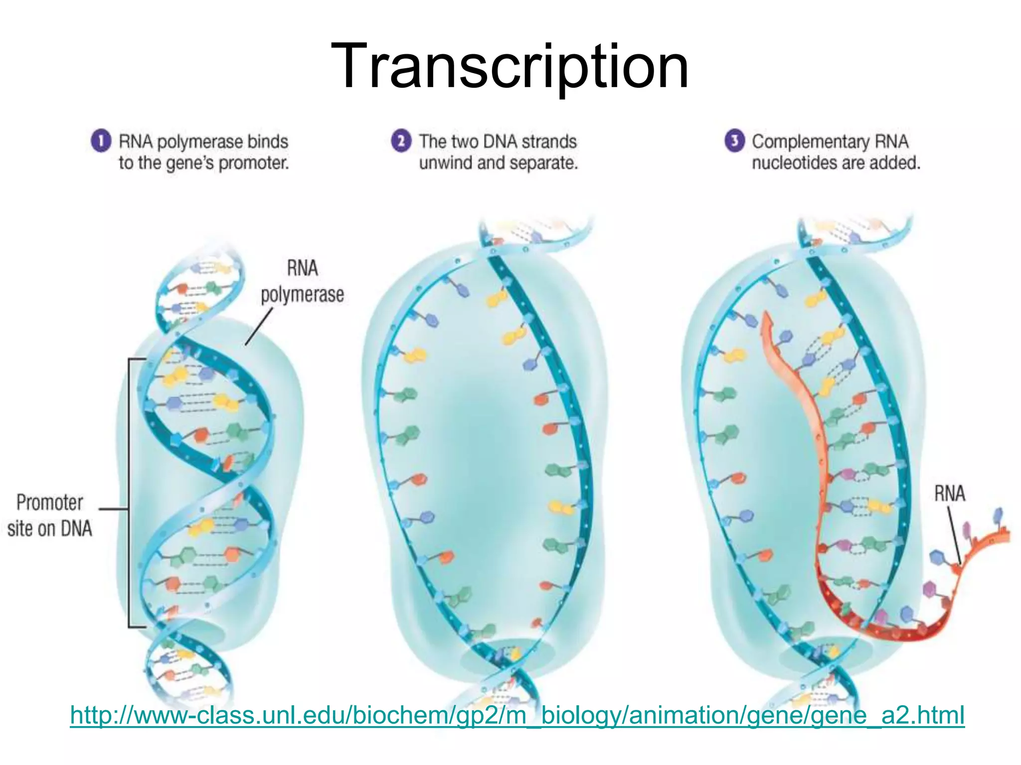 gene expression.ppt