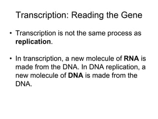 gene expression.ppt