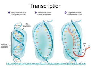 gene expression.ppt