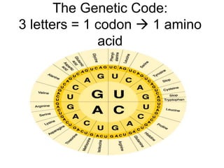 gene expression.ppt
