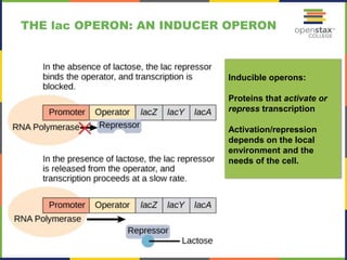 Gene_Expression.pptx