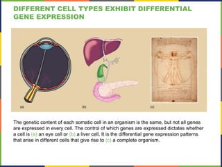 Gene_Expression.pptx