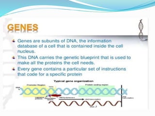 gene expression.pptx