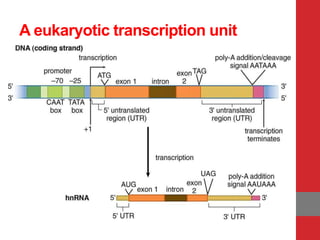GENE EXPRESSION.pptxhhhhhhhhhhhhhhhhhhhh | PPTX