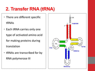 GENE EXPRESSION.pptxhhhhhhhhhhhhhhhhhhhh | PPTX