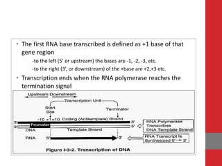 GENE EXPRESSION.pptxhhhhhhhhhhhhhhhhhhhh | PPT