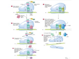 Gene Expression: Translation | PDF