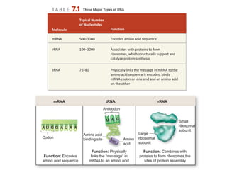 Gene expression translation sp2020 | PPT | Free Download