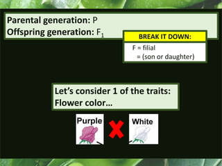 Gene Expression 1 Genetics | PPTX | Genetics | Science