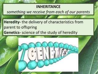 Gene Expression 1 Genetics Notes | PPT