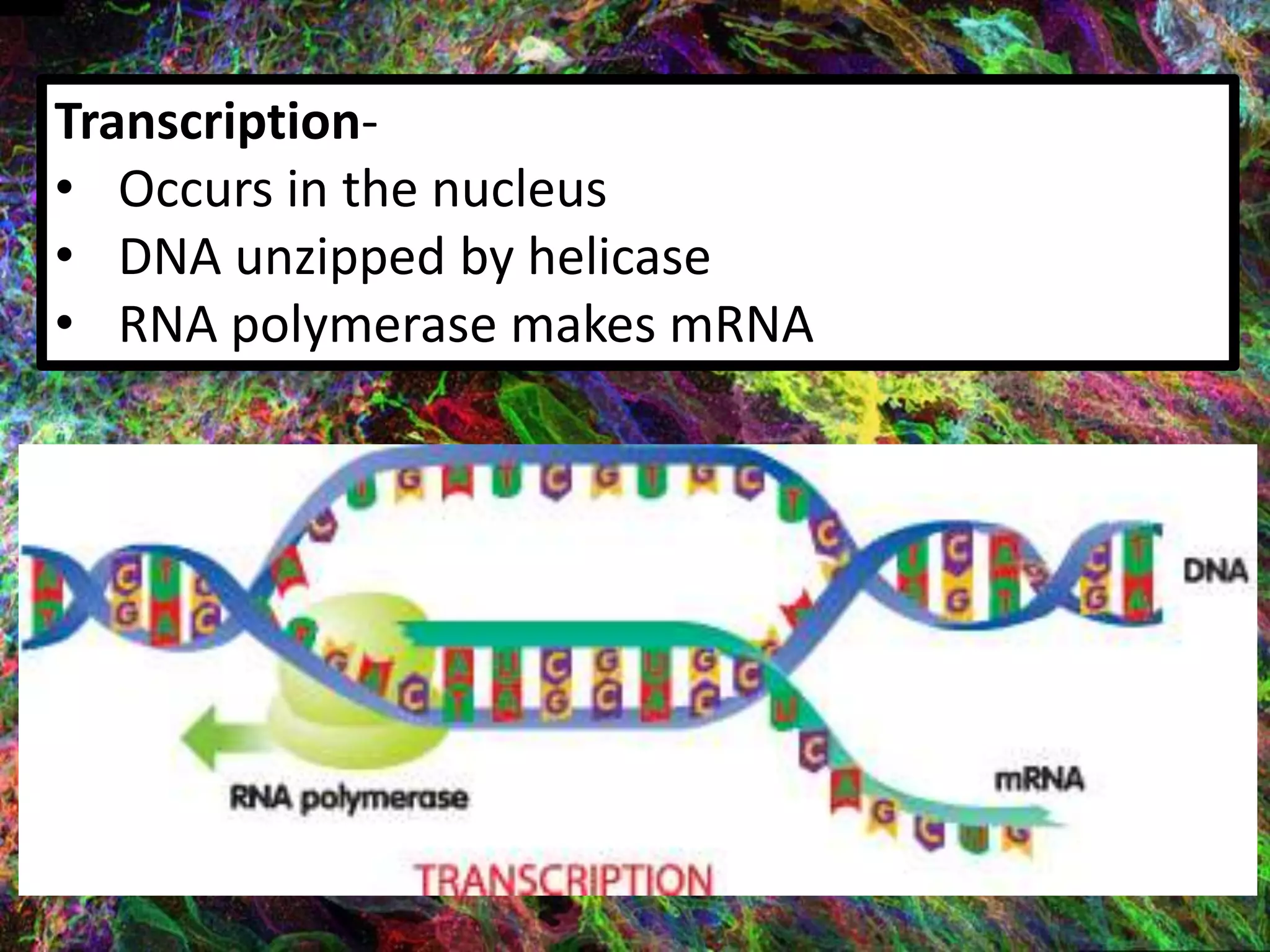 Gene expression/ RNA & Protein Synthesis | PPTX