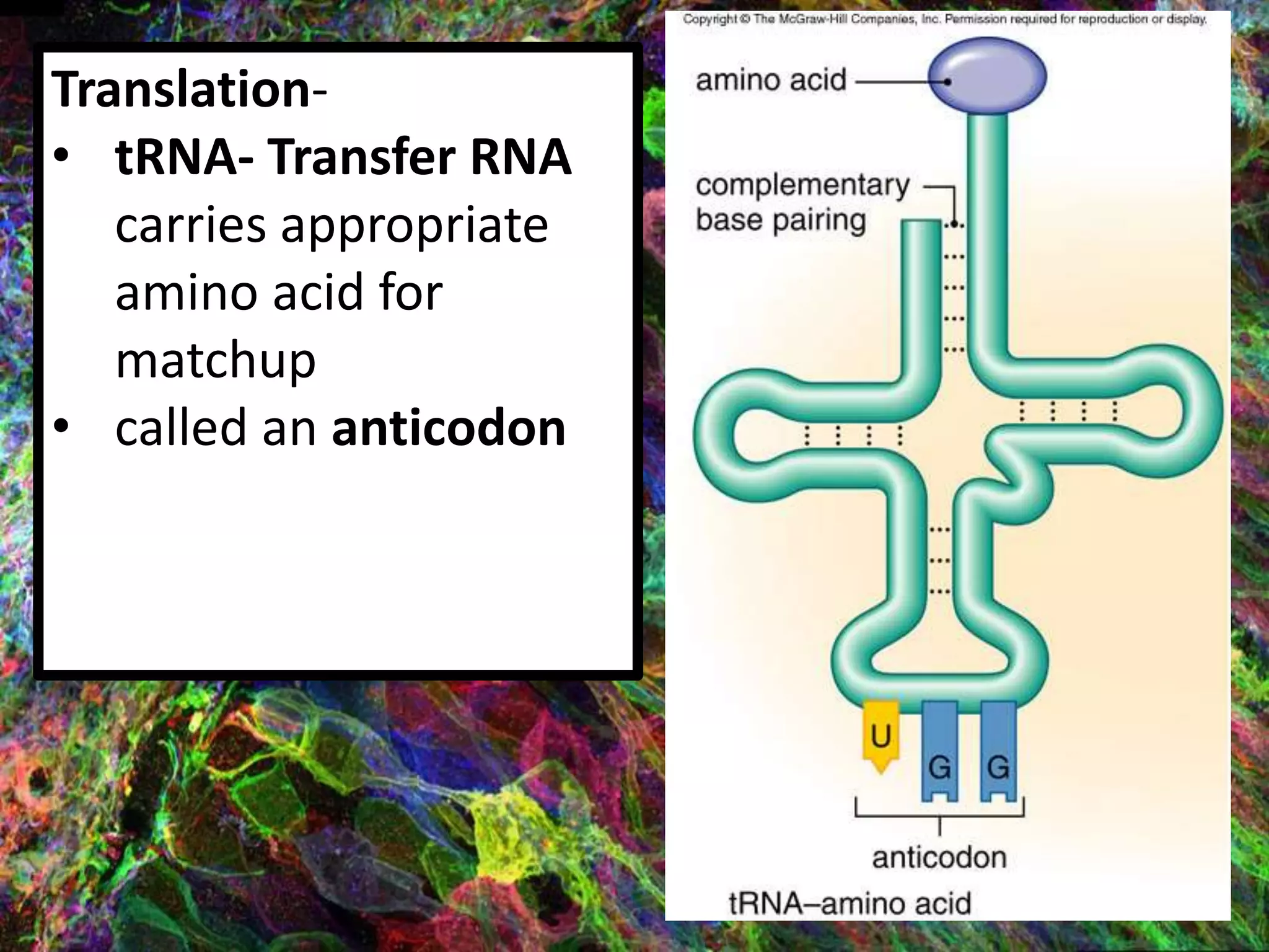 Gene expression/ RNA & Protein Synthesis | PPTX