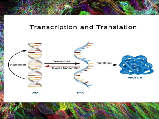 Gene expression/ RNA & Protein Synthesis | PPTX