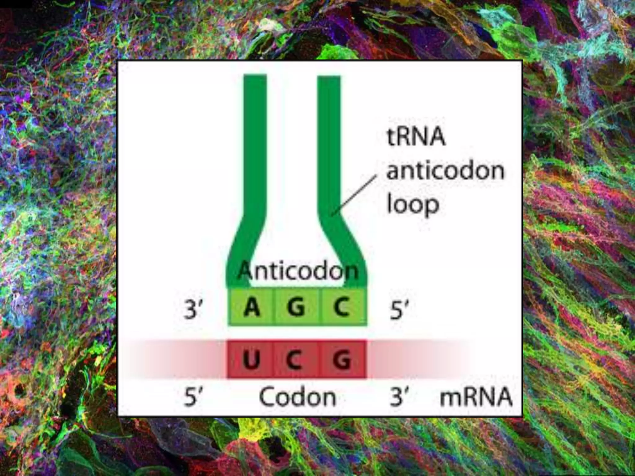 Gene Expression 1: RNA and Protein Synthesis | PPTX