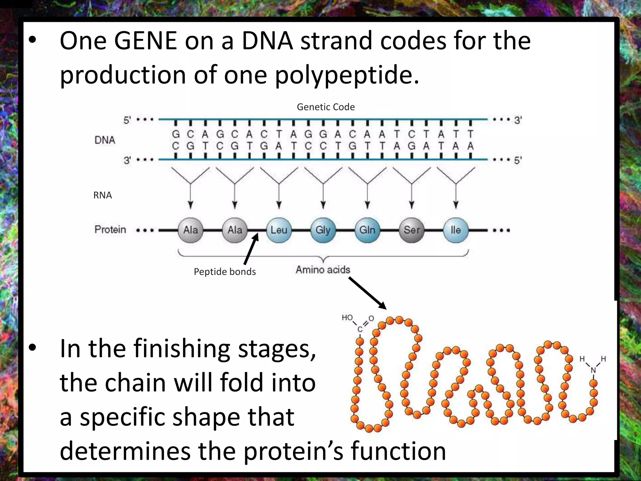 Gene Expression 1: RNA and Protein Synthesis | PPTX