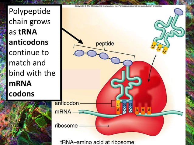 Gene Expression 1: RNA and Protein Synthesis | PPTX