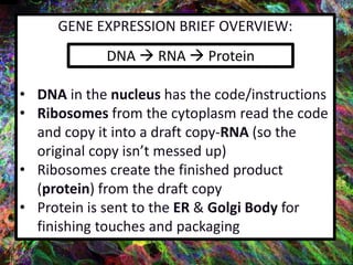 Gene Expression 1: RNA and Protein Synthesis | PPTX
