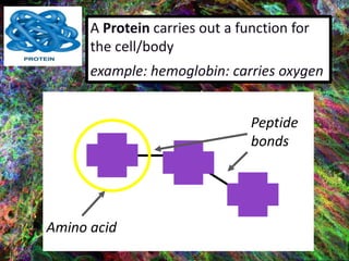 Gene Expression 1: RNA and Protein Synthesis | PPTX