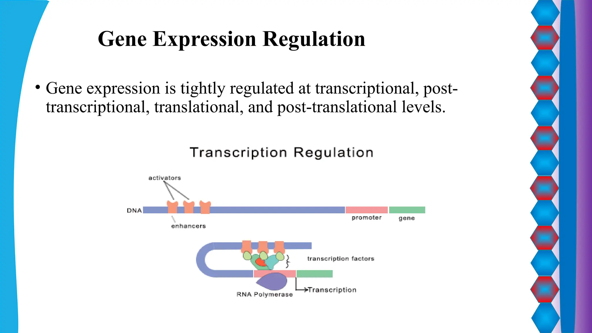 Gene Expression slides for medical students.pptx