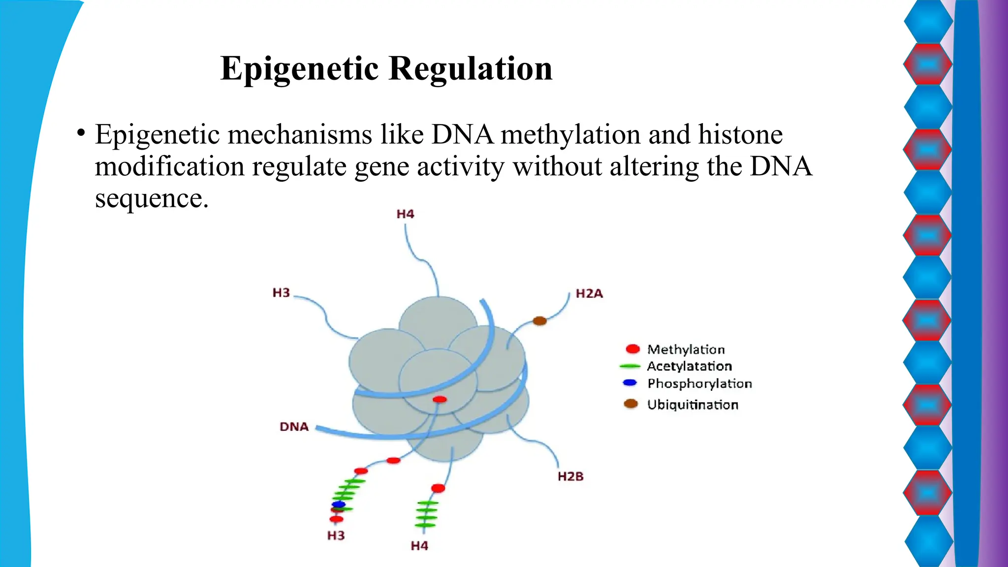 Gene Expression slides for medical students.pptx