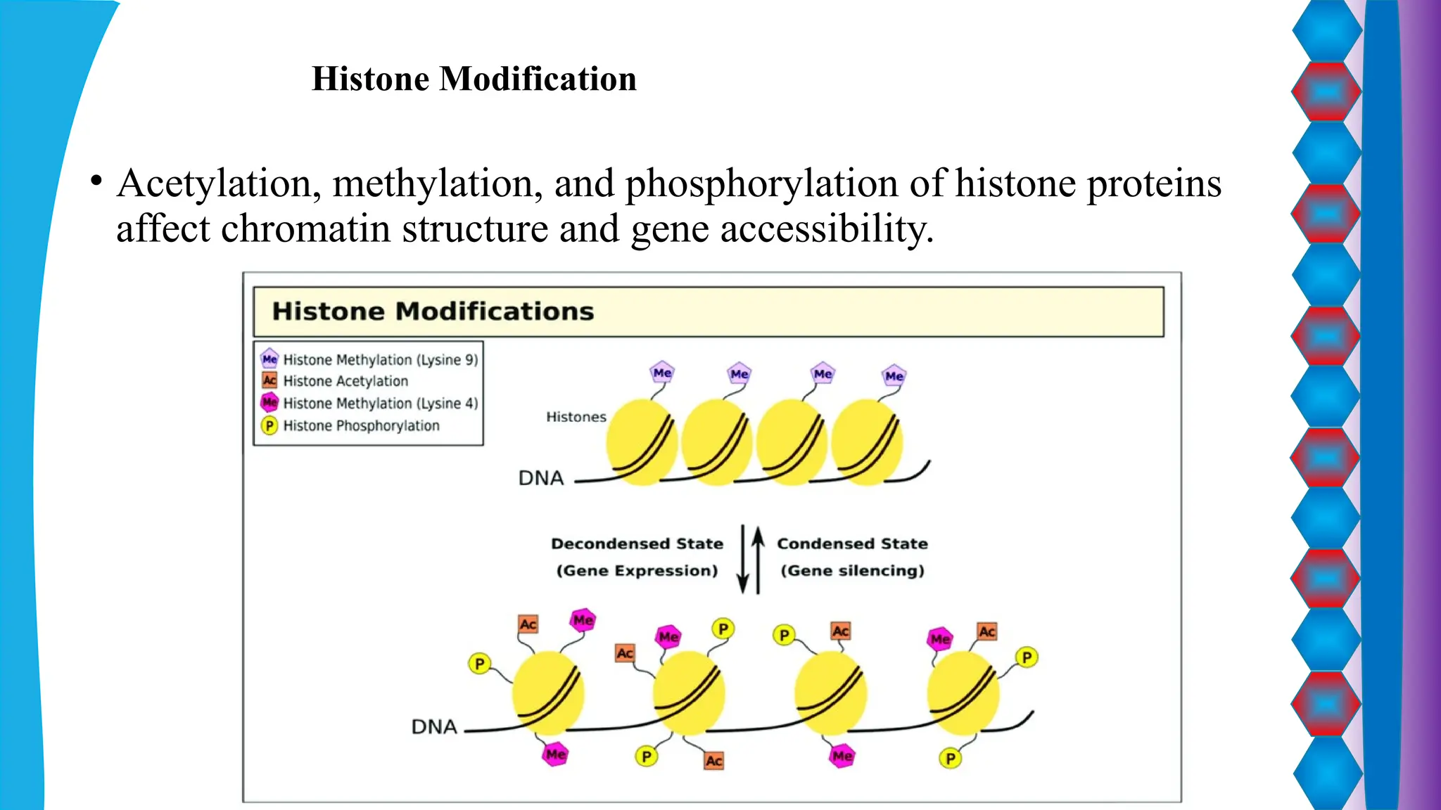 Gene Expression slides for medical students.pptx
