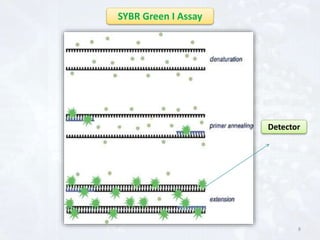 Real Time Pcr Diagram